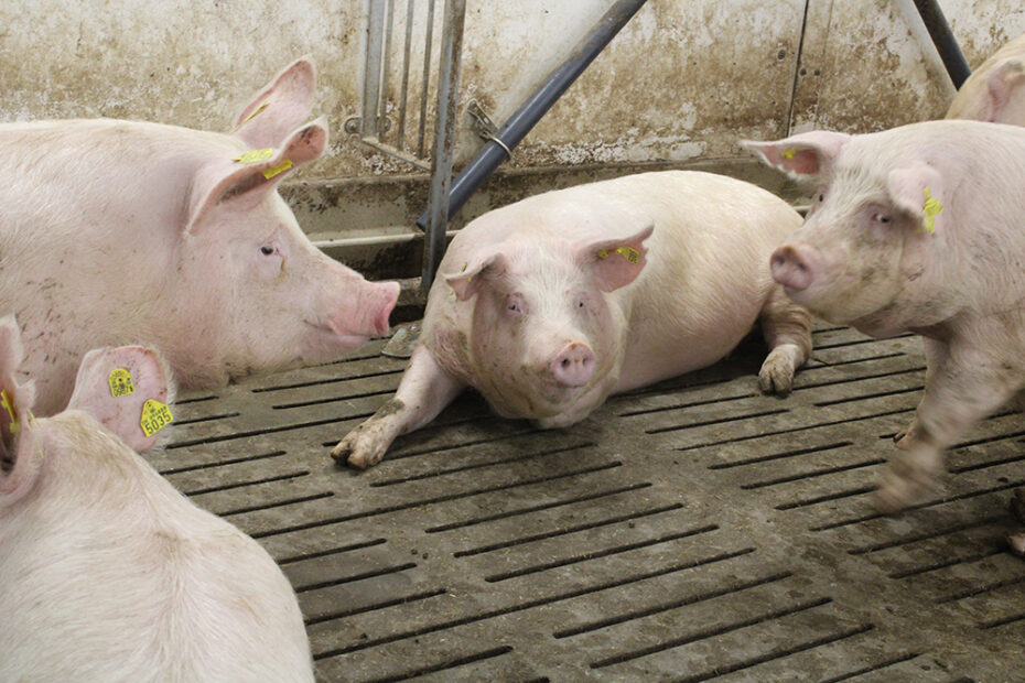 Standard slats – SundsAlfa